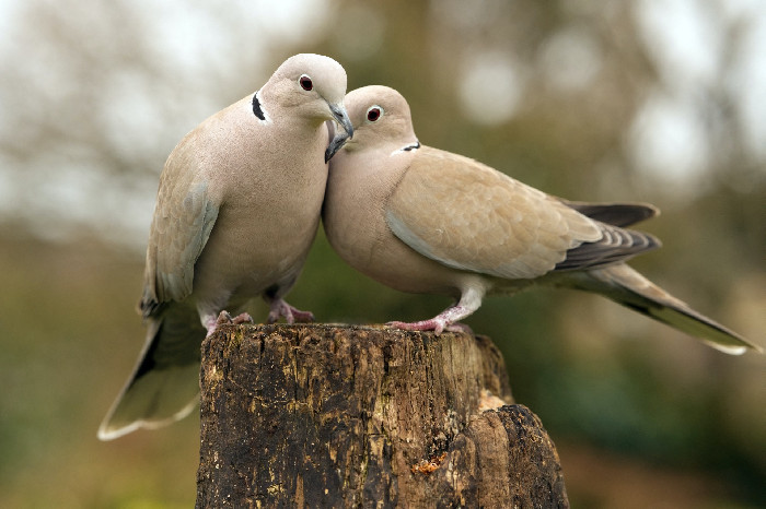 Sand Ringneck Dove :: DovesWorld.com™